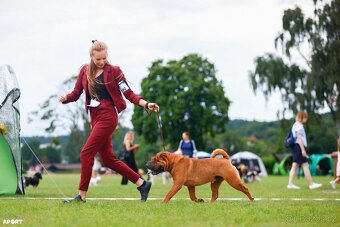 Shar Pei puppies FCI - Jeseník | Bazoš.cz