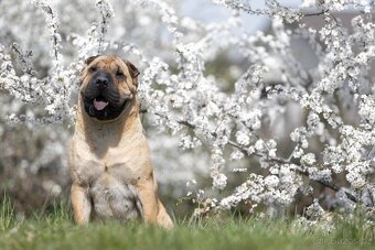 Shar Pei puppies FCI - Jeseník | Bazoš.cz