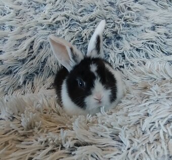 Minilop - anglický zakrslý beránek s VP - Svitavy | Bazoš.cz